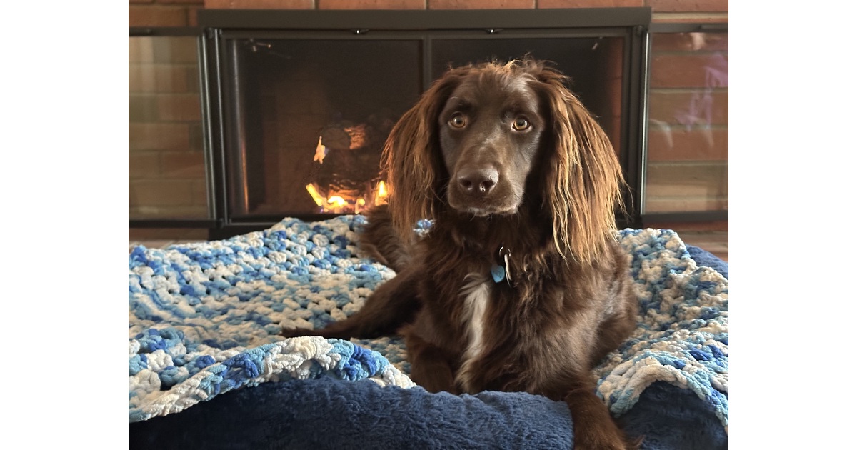 Vote for Amado | 2026 Photo Fundraiser