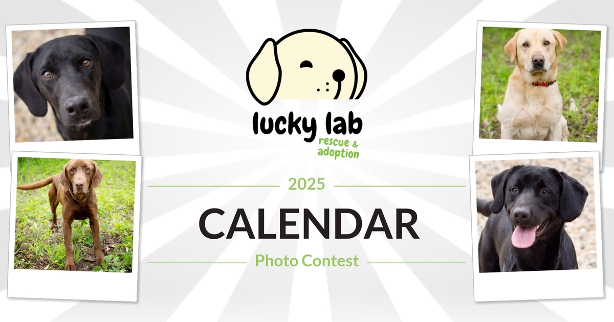 Lucky Lab Rescue & Adoption | Lucky Lab Rescue & Adoption 2025 Calendar ...