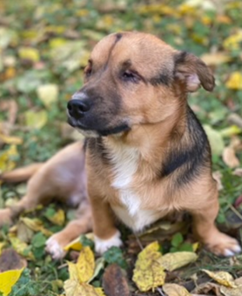 Vote for Beau | Roc Top Pet