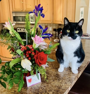 Vote for Sir Henry of OKI | Azalea Festival Pet Royalty Court Contest