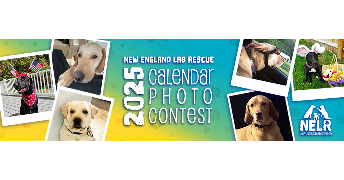 New England Lab Rescue | 2025 Calendar Photo Contest