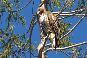 Vote for Spring Lake Red- tailed Hawk | Spring into Parks