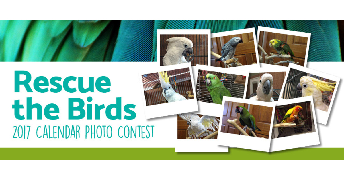 A Refuge for Saving the Wildlife | Rescue the Birds 2017 Calendar Photo ...