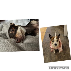Vote for Ruby and Buddy 2025 | UHCCF's Pic My Pet Photo Contest