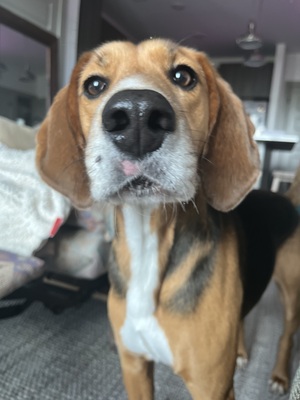 Vote for Sheldon | 2026 Triangle Dog Of The Year