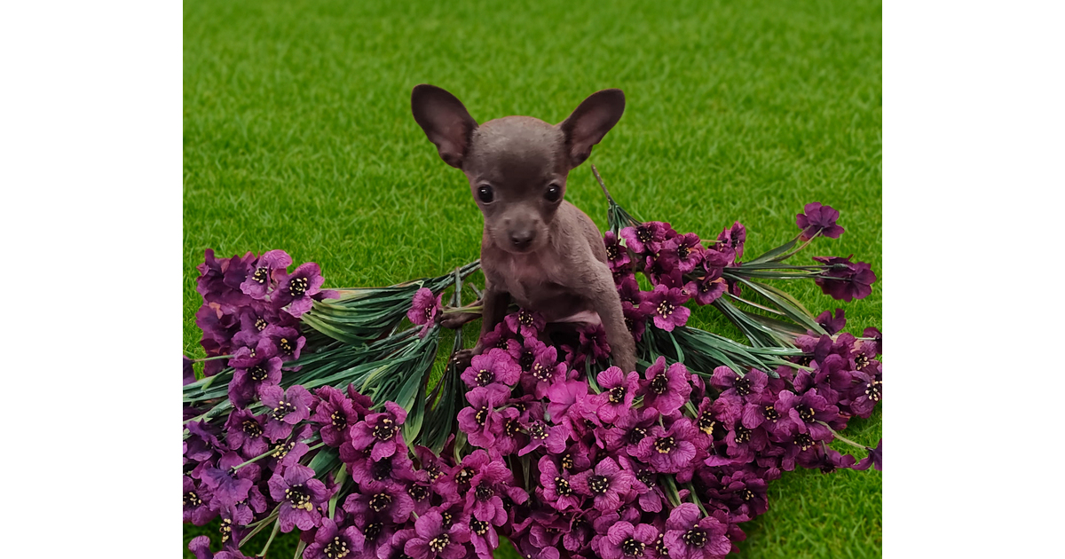 Vote for Violet | Pets of Winding River Photo/2026 Calendar Contest