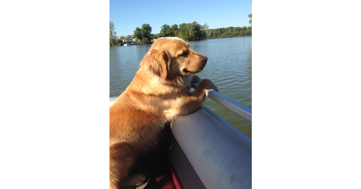 Vote for Chico | GRRR’s 2026 Calendar Photo Contest