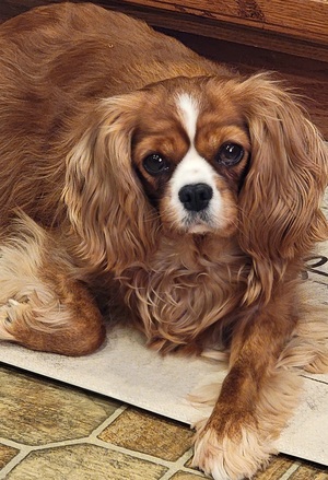 Vote for Haven Sent | Albert's Dog Lounge 2026 Calendar Contest
