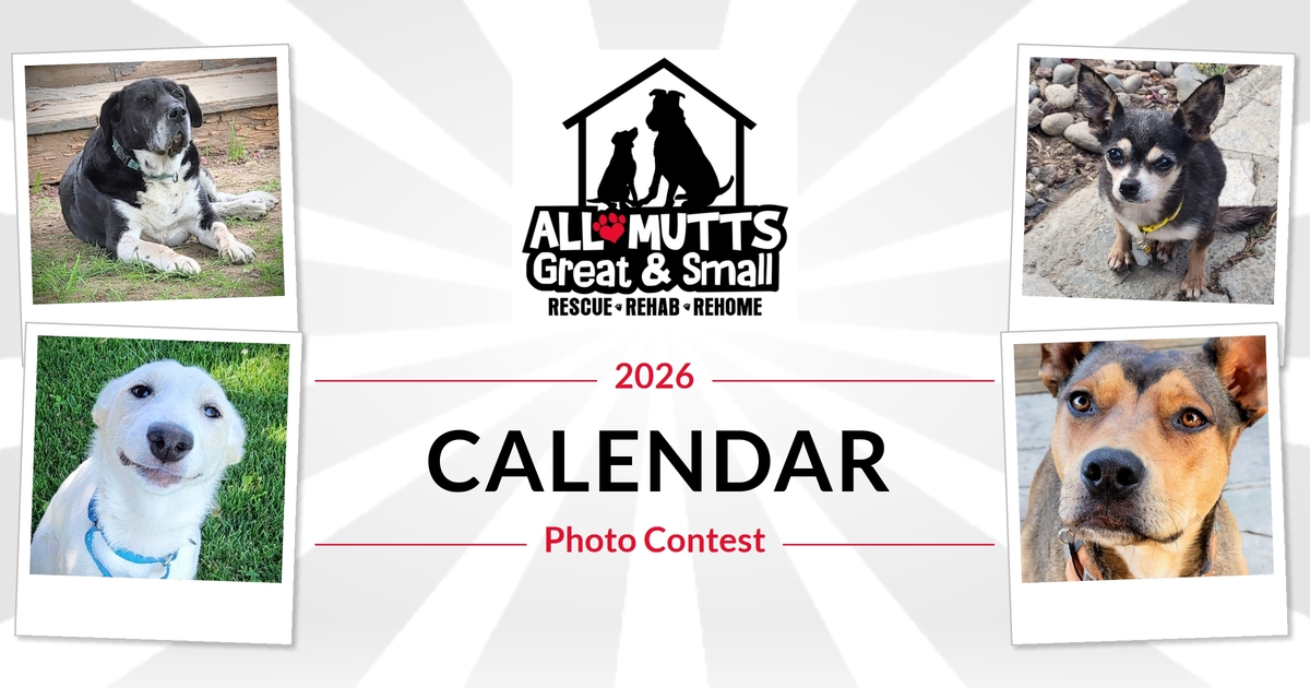 All Mutts Great And Small | All Mutts Great And Small 2026 Calendar Contest