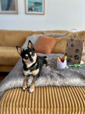 Vote for Travis | VWB Animals & Ales