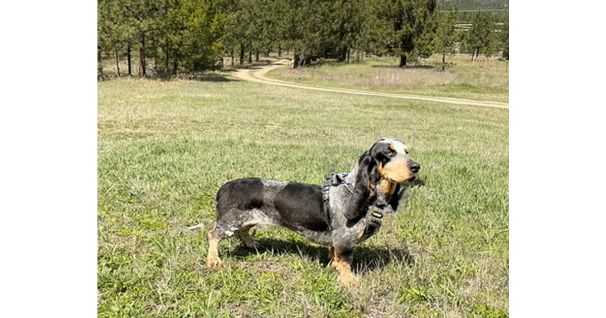 Vote for Dot | BROOD 2026 Calendar Contest