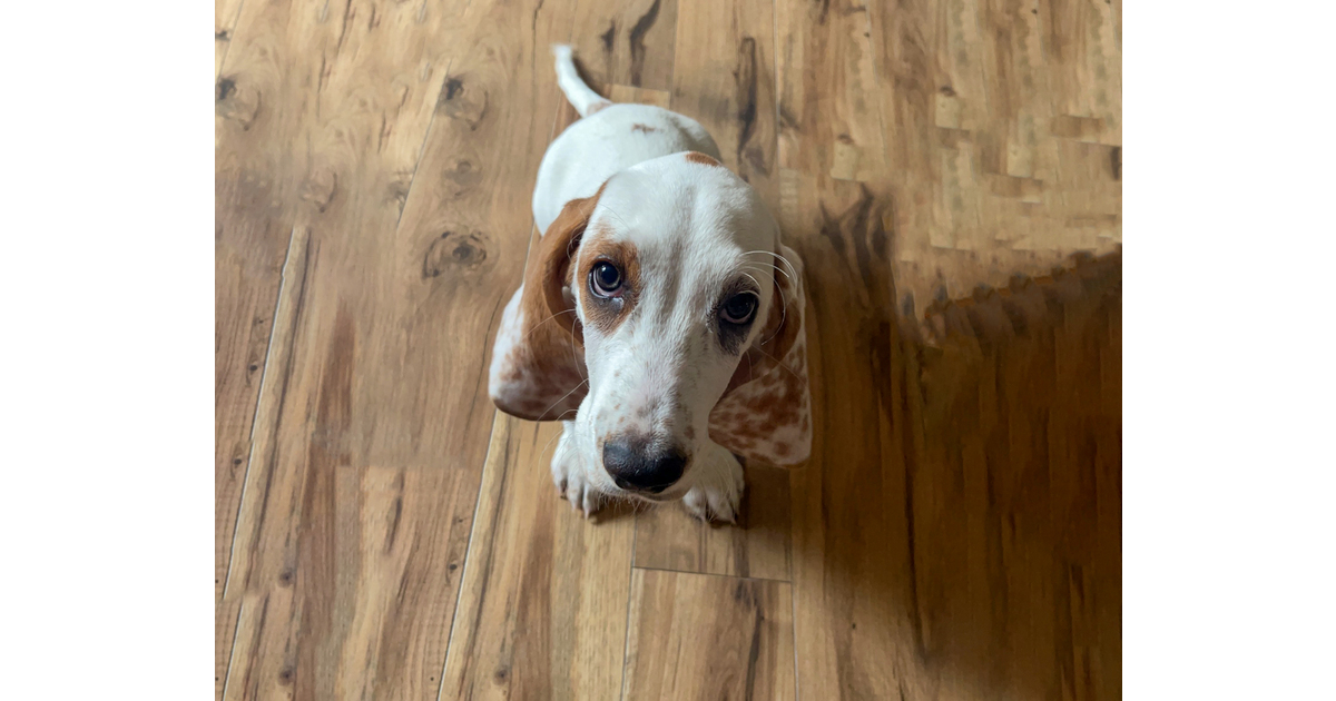 Vote for Pumpkin | BROOD 2026 Calendar Contest