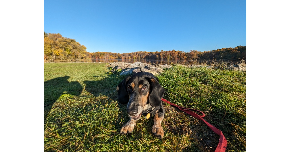 Vote for Dodger | BROOD 2026 Calendar Contest