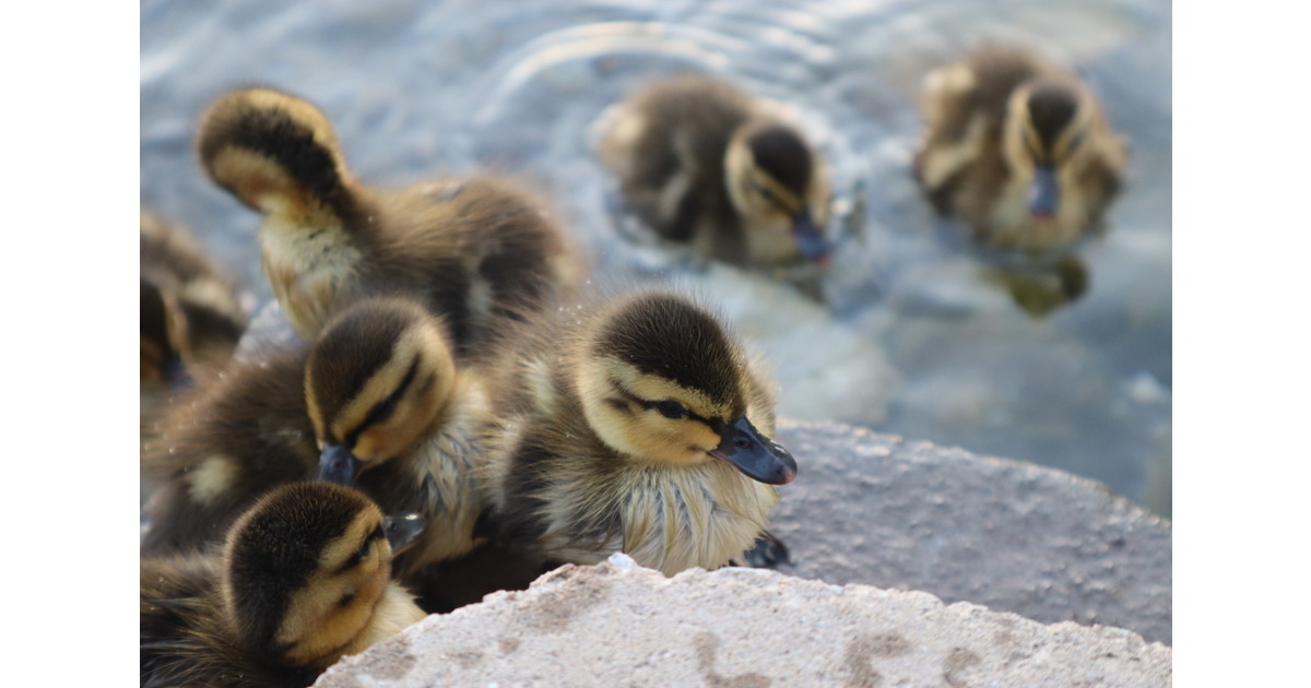 Vote for The Cutest Duckling and Her Siblings | Nature Photography Contest