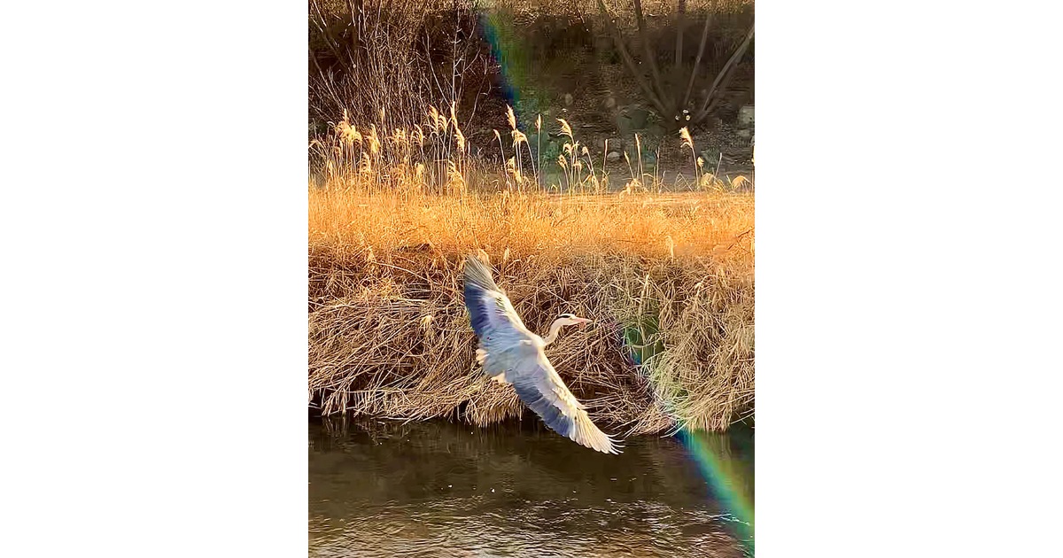 Vote for Takeoff to Tomorrow | Nature Photography Contest