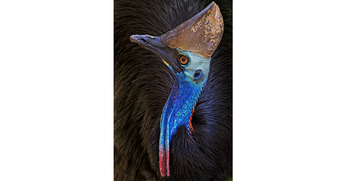 Vote for Portrait of a southern cassowary; the most dangerous bird in ...