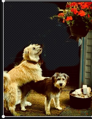 Vote for Sammy and Sadie | ARF's Pets of the Year