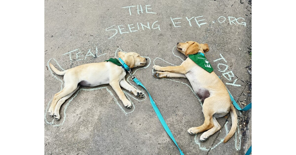 Vote for Teal and Toby | The Seeing Eye 2026 Puppy Calendar Contest