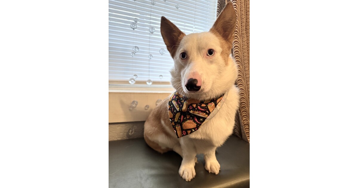 Vote for Archie | Second Chance Cider Label Photo Contest