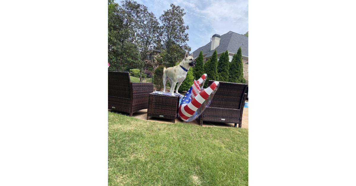 Vote for Star | Pet Calendar Contest for the Humane Society of Morgan ...