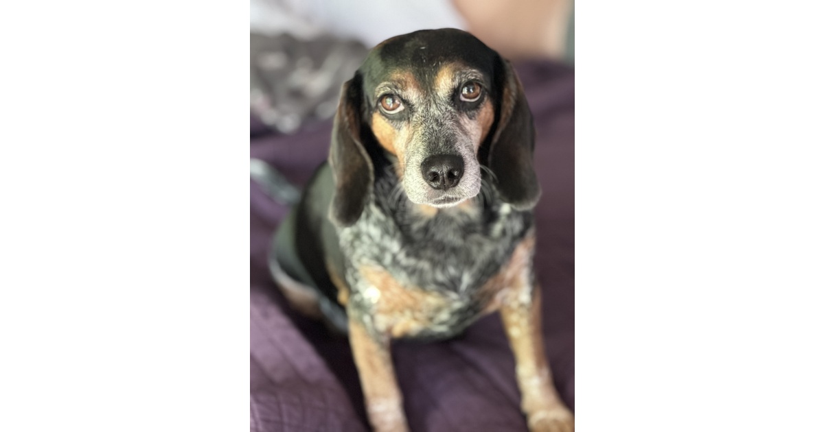Vote for Ellie | Pet Calendar Contest for the Humane Society of Morgan ...