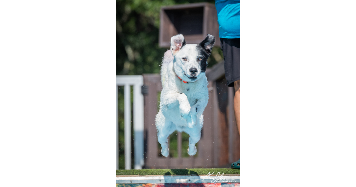 Vote for Newt | Rescue Brew 2025