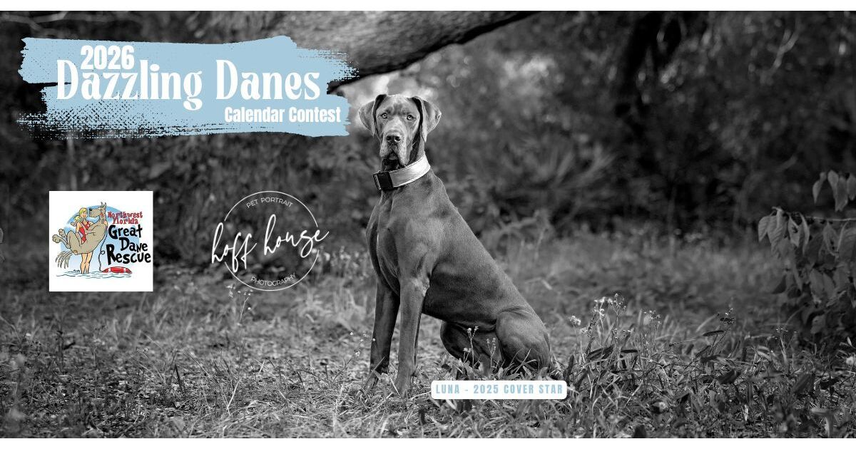 Northwest Florida Great Dane Rescue | Dazzling Danes Calendar Contest