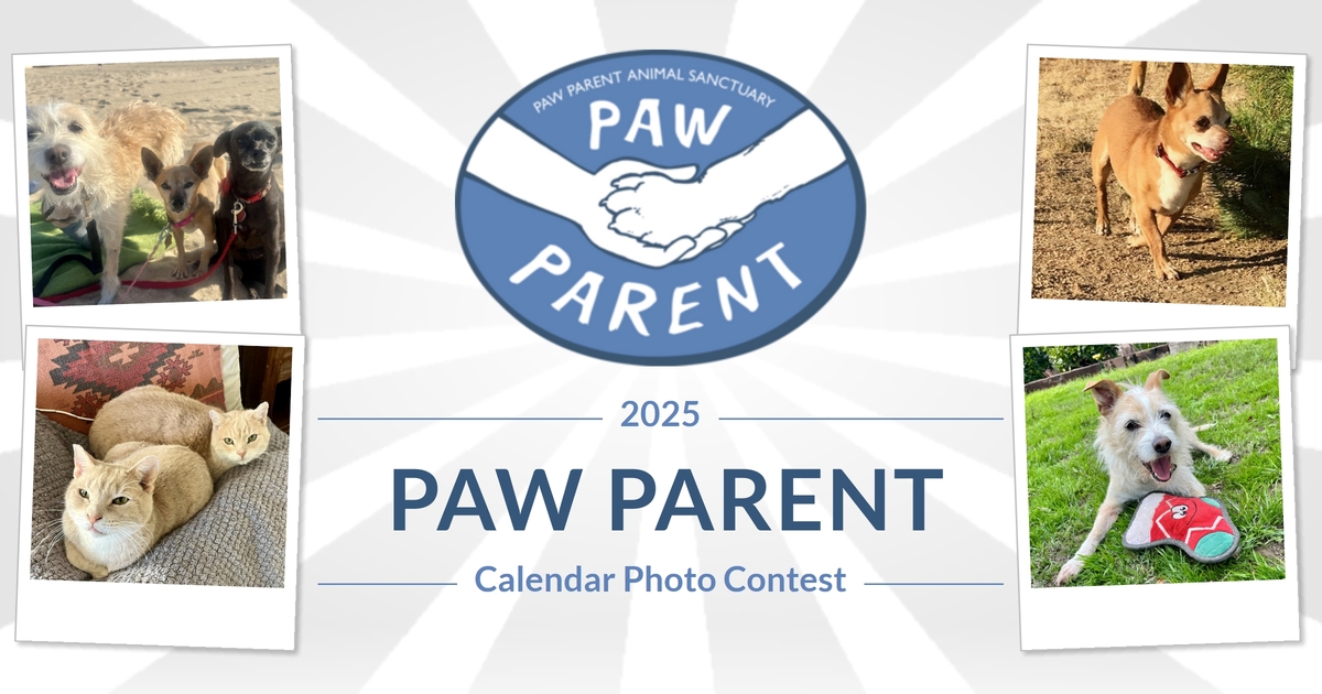 Paw Parent | Paw Parent Calendar Photo Contest