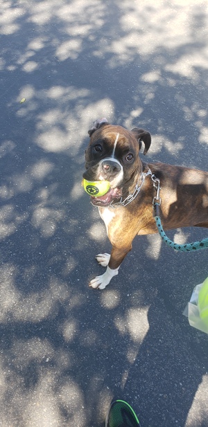 Vote for Cammy | 2026 BHS Chico Pets Calendar Photo Contest
