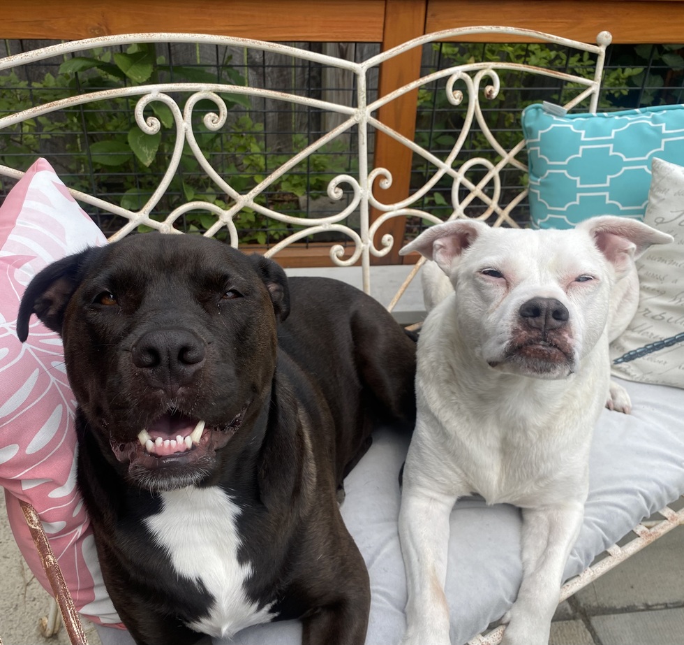 Vote for Gilly and Libby | 8th Annual ADBBR Show Us Your Pits 2026 ...