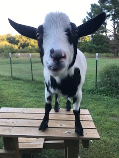 Vote for Spotty | Pet of the Year