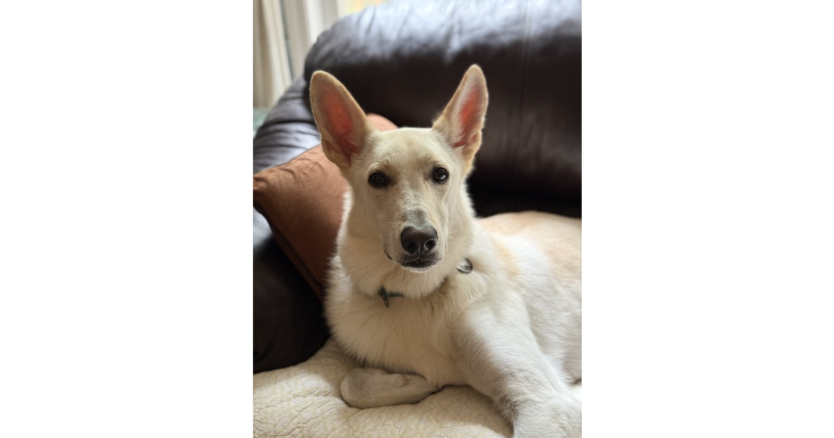 Vote for Rodney | Paw Prints Calendar Contest Fundraiser