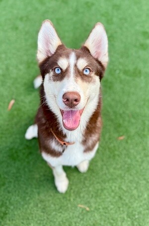 Vote for Lenny | 2025 Rescue Brew Beer Contest