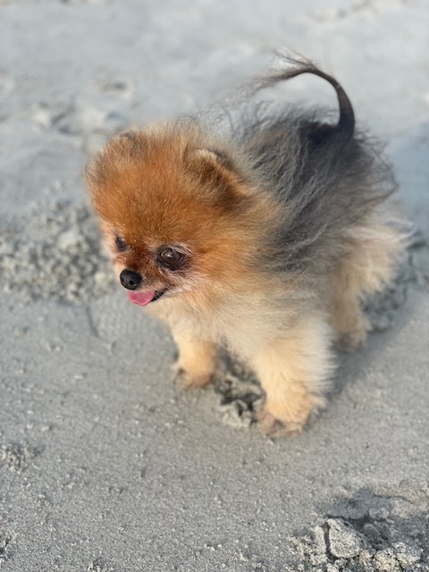 Vote for Celine Dion | 2025 Rescue Brew Beer Contest