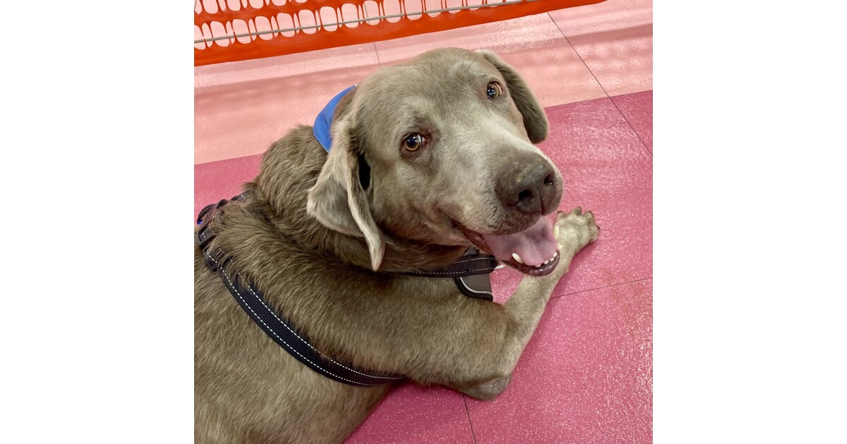 Vote for Luna | 2026 PAWSitively Perfect