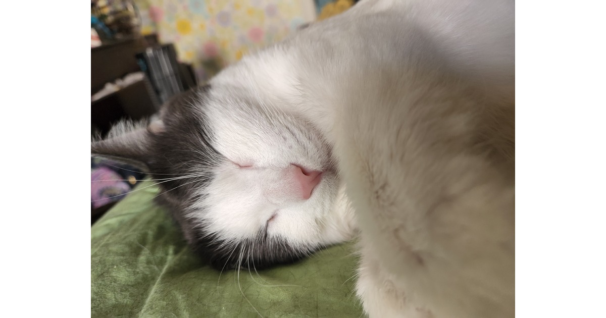 Vote for Zelda | Humane Rescue Alliance 2026 Pet Calendar and Photo Contest