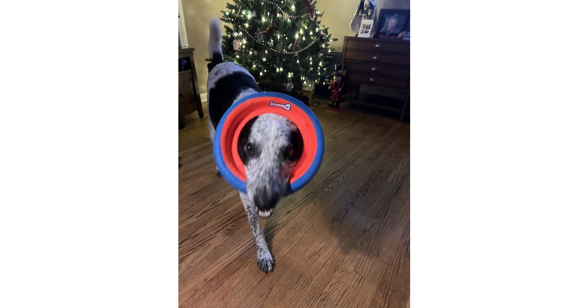 Vote for TT Rex | 2026 Funniest Pet Calendar Contest