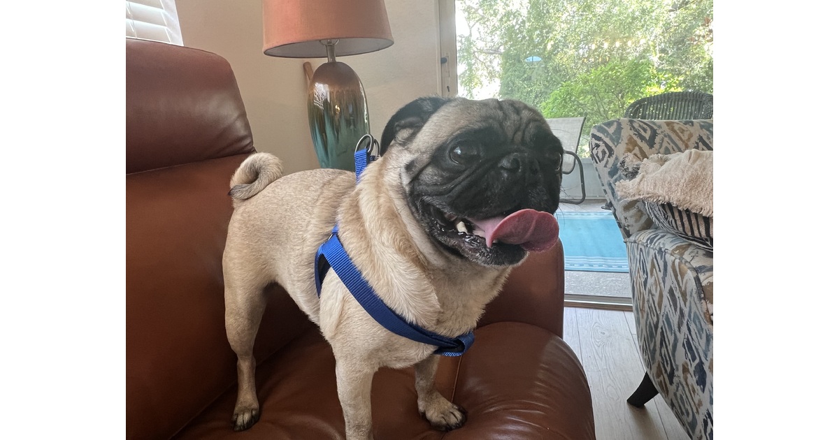 Vote for Cheese | 2026 Pug Rescue of Florida & Georgia Calendar Contest