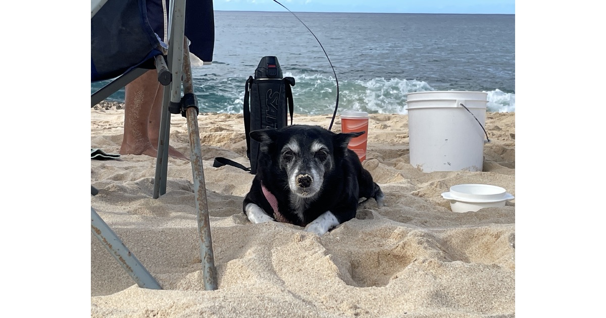 Vote for Oreo | 2026 Pets in Paradise Calendar Contest