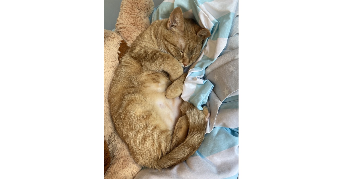 Vote for Poppy | 2025 Cutest Pet Contest