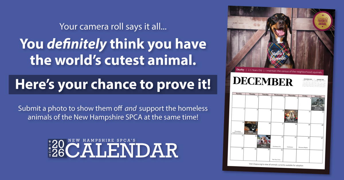 New Hampshire SPCA | The 2026 NHSPCA Calendar Contest