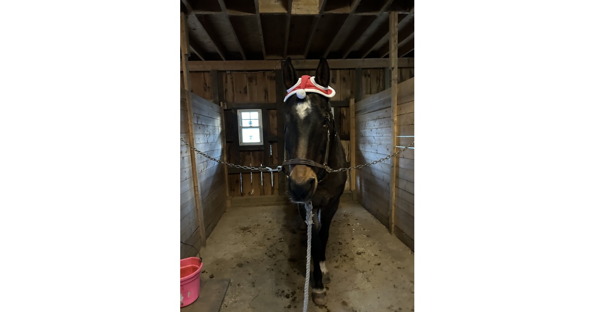 Vote for Bodacious | The 2026 NHSPCA Calendar Contest