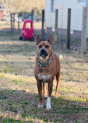 Vote for Super Nova | 3rd Annual AWL Cutest Rescue Pet Photo Contest