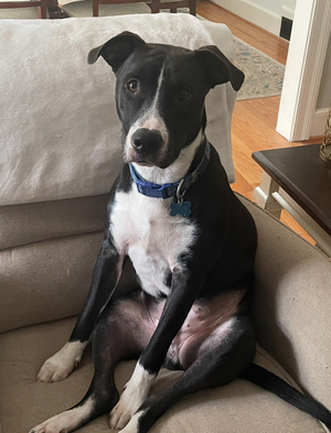 Vote for Snuffles | 3rd Annual AWL Cutest Rescue Pet Photo Contest