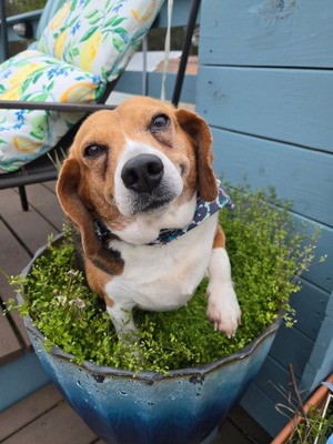 Vote for Mimosa | 3rd Annual AWL Cutest Rescue Pet Photo Contest