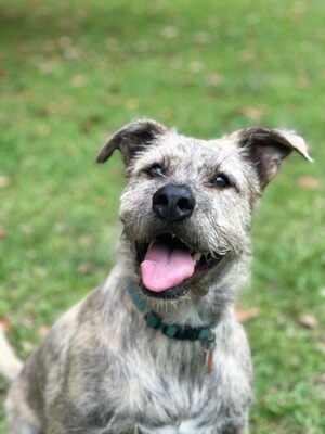 Vote for Charlie | 3rd Annual AWL Cutest Rescue Pet Photo Contest