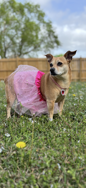 Vote for Mollie Brown | 3rd Annual AWL Cutest Rescue Pet Photo Contest