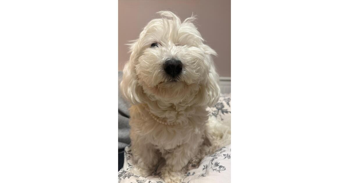 Vote for Deeno | Make My Pet a Yellow Dog Brewing Star