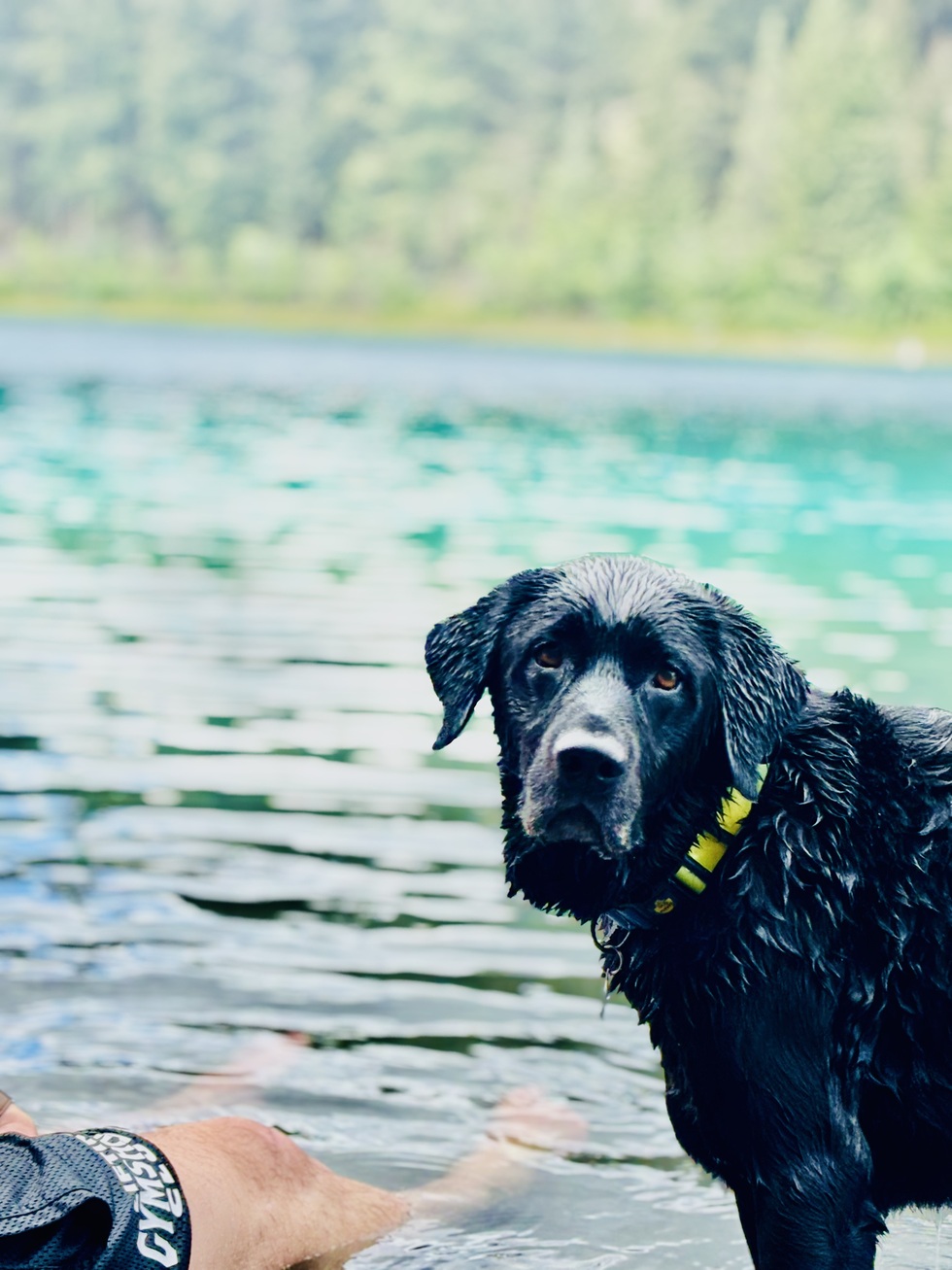 Vote for Cooper | Make My Pet a Yellow Dog Brewing Star