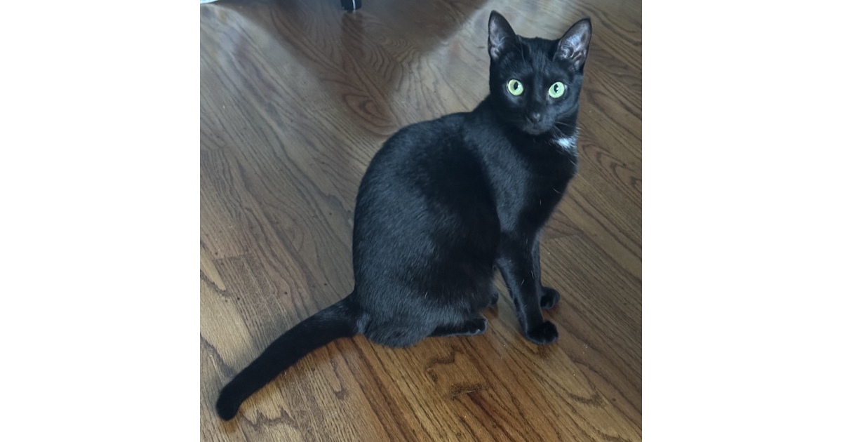 Vote for Indra | 2026 Nine Lives Calendar Fundraiser